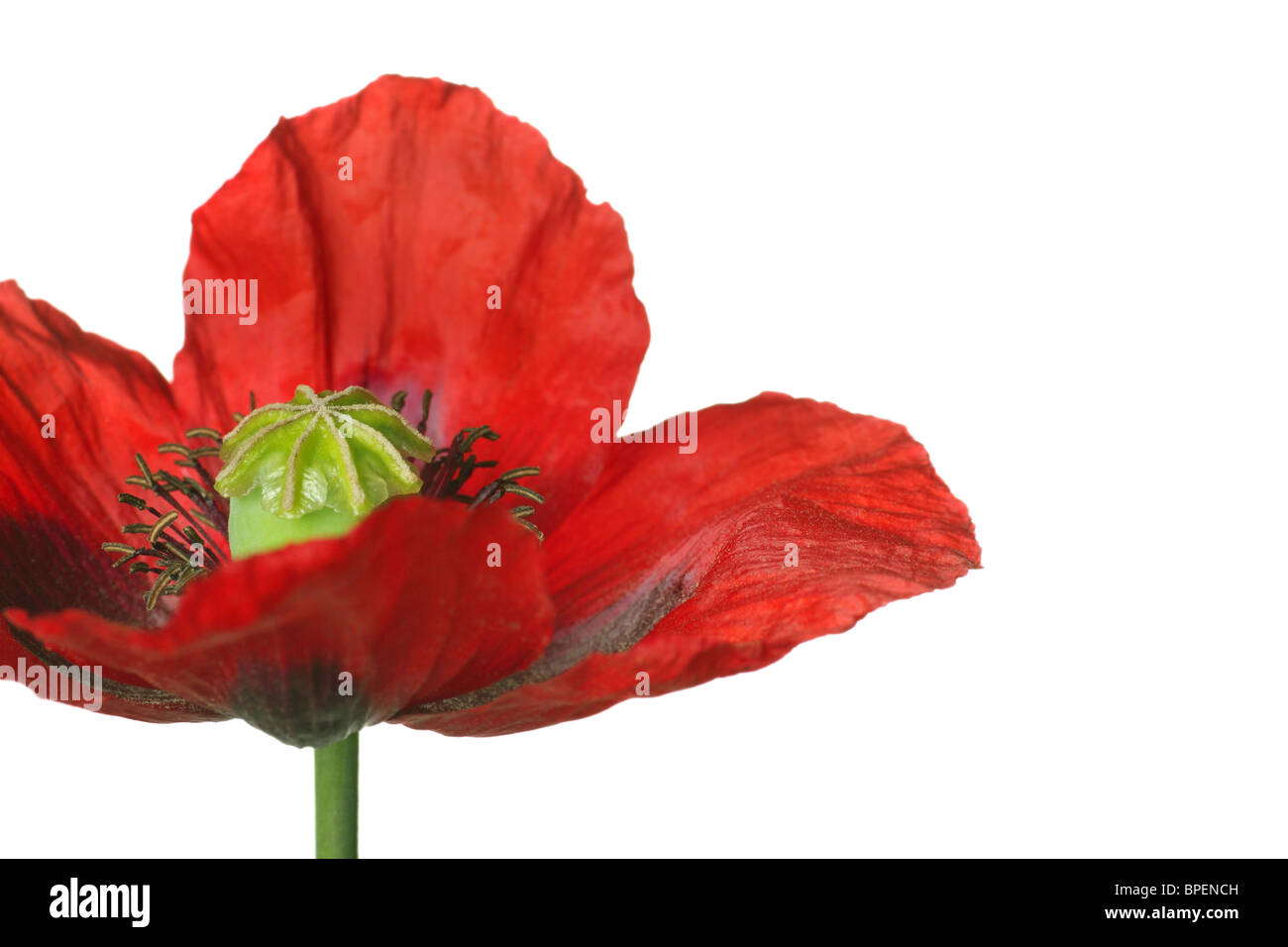 Ww1 poppy cut out hi-res stock photography and images - Alamy