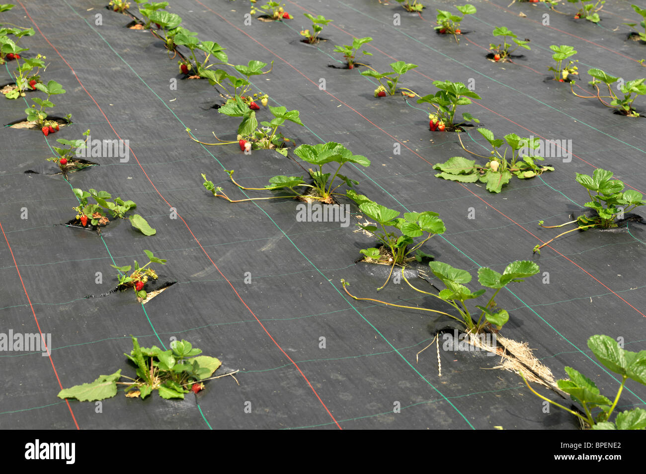 Strawberry runners hi-res stock photography and images - Alamy