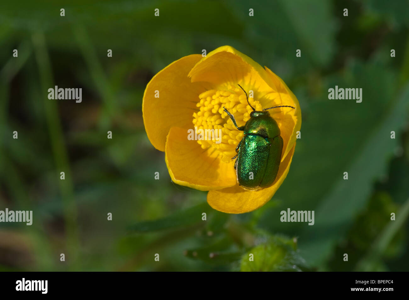 Cryptocephalus hi-res stock photography and images - Alamy