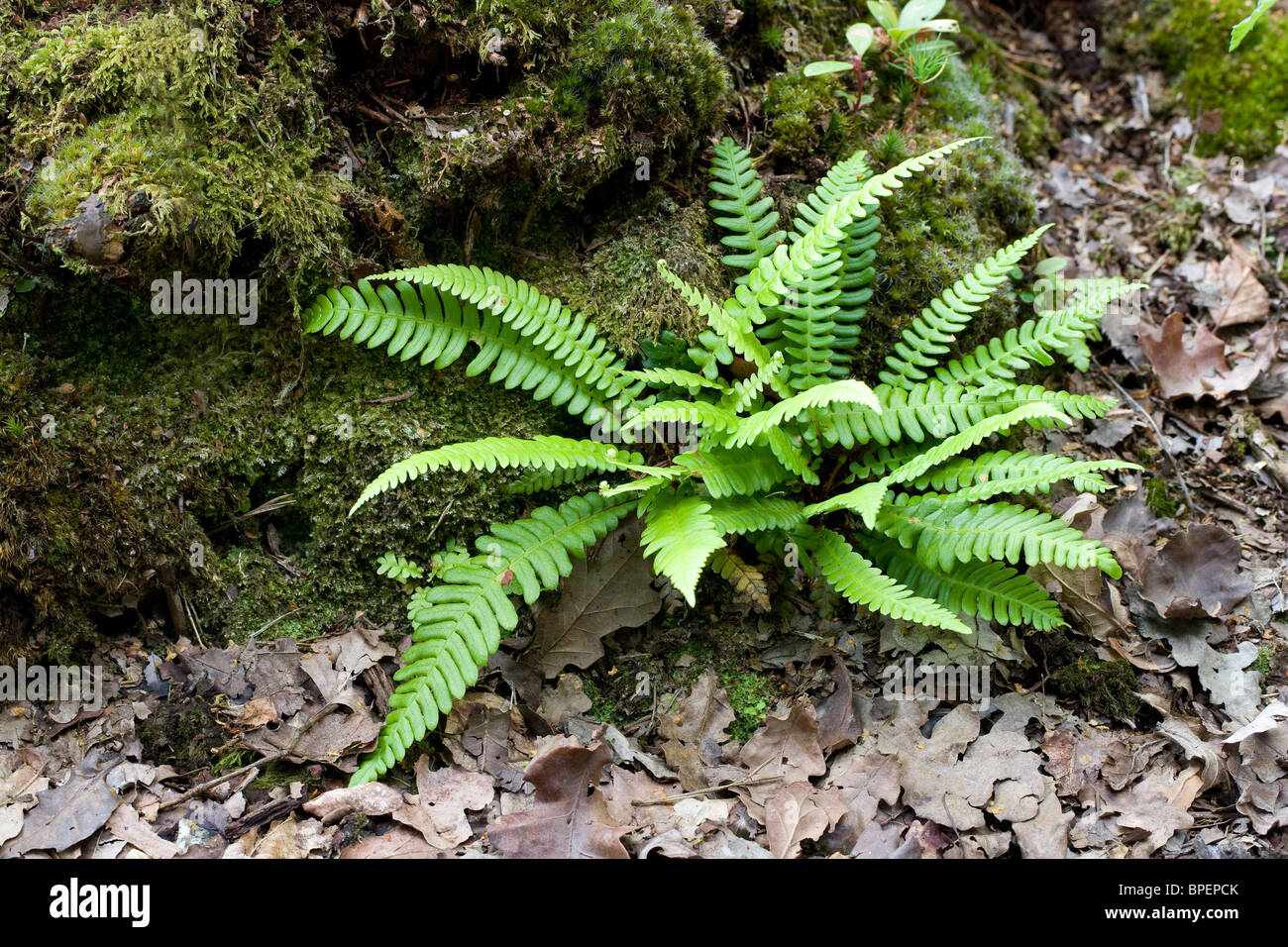 Hard Fern Blechnum spicant fresh green fronds growing in a Devon wood ...