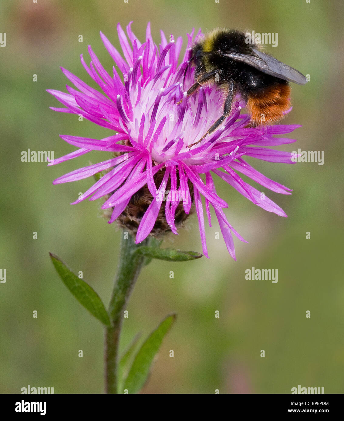 Red tailed bumblebee hi-res stock photography and images - Alamy
