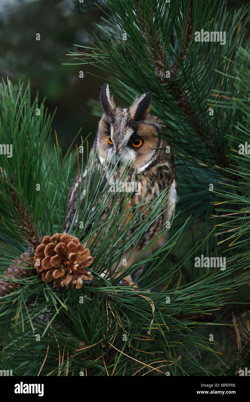 Owl in fir tree hi-res stock photography and images - Alamy