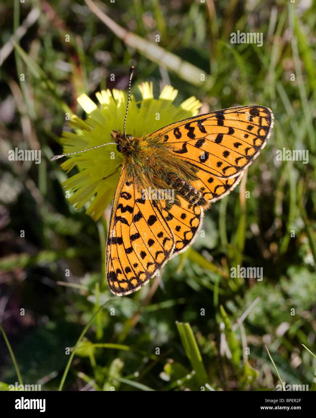 Small Pearl Bordered Fritillary Boloria selene feeding on Hawkbit ...