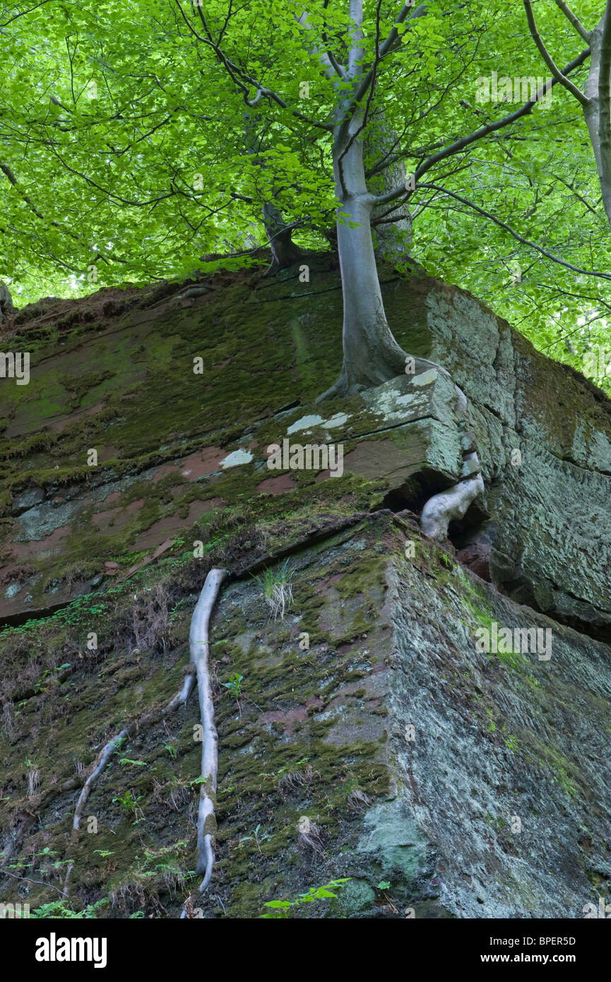 Dufton ghyll wood hi-res stock photography and images - Alamy