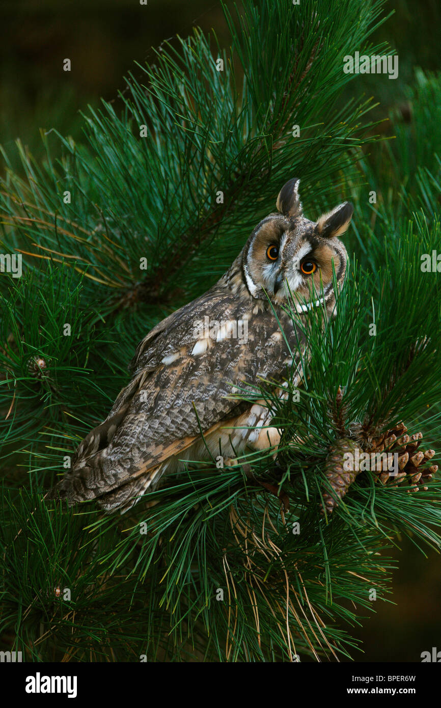 Long eared owl ( asio otus ) in fir tree Stock Photo - Alamy