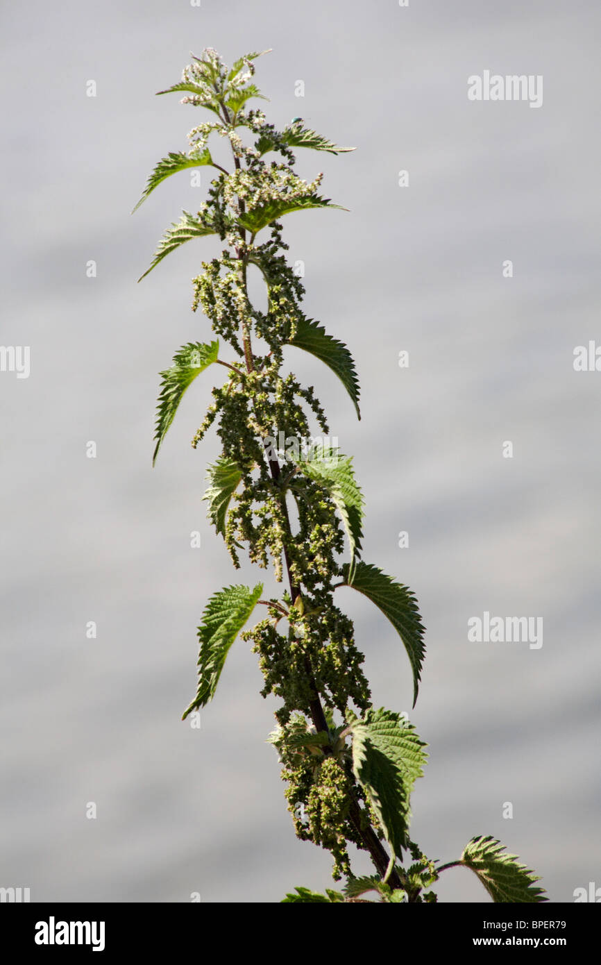 Common stinging nettle hi-res stock photography and images - Alamy