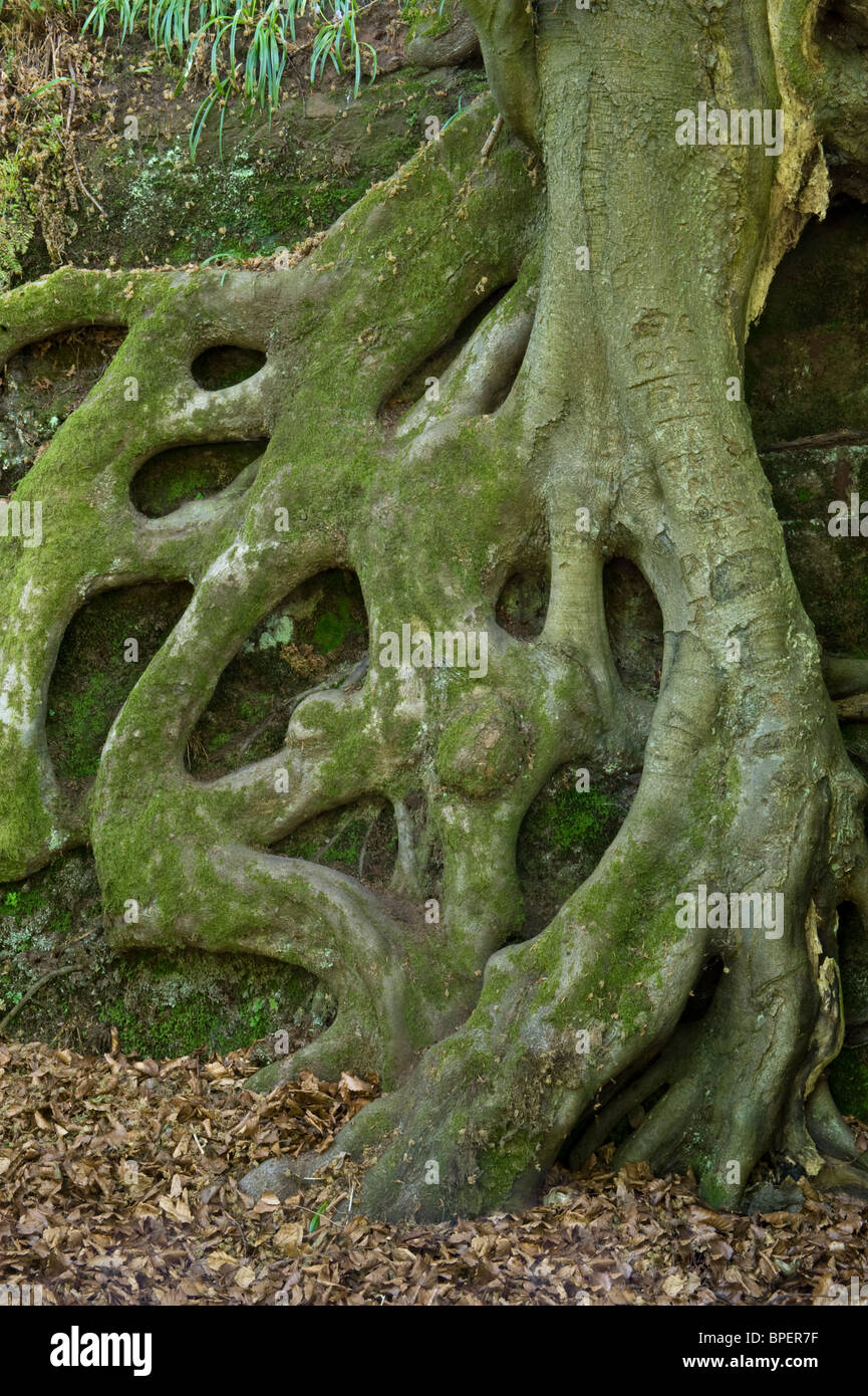 Tree roots at St Bees Sandstone cliff Dufton Ghyll Wood Eden Valley ...