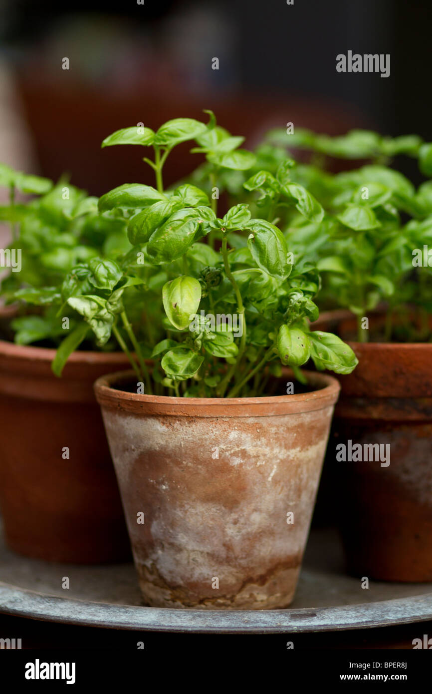 Pot of basil hi-res stock photography and images - Alamy