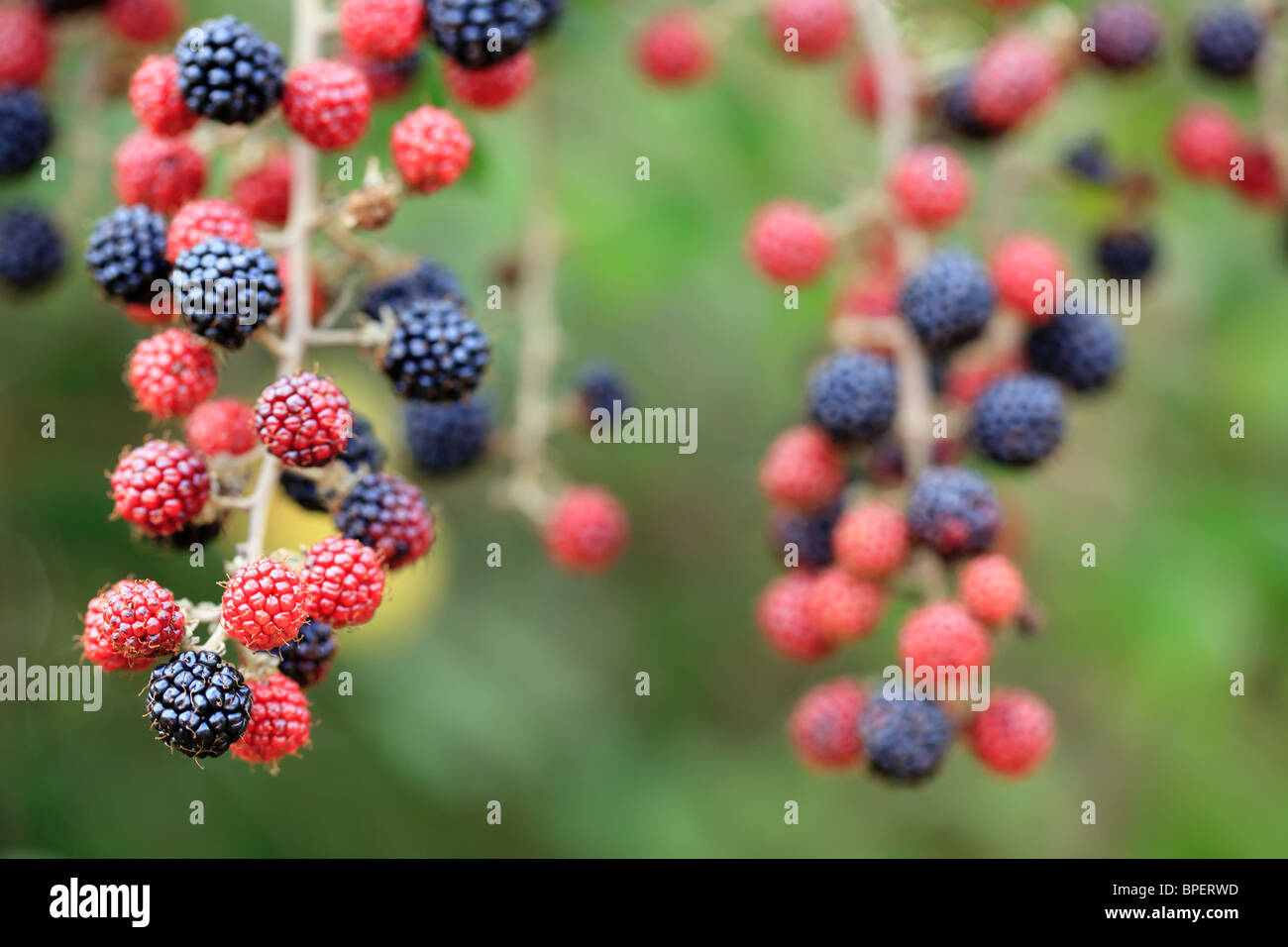 Blackberry bush hi-res stock photography and images - Alamy