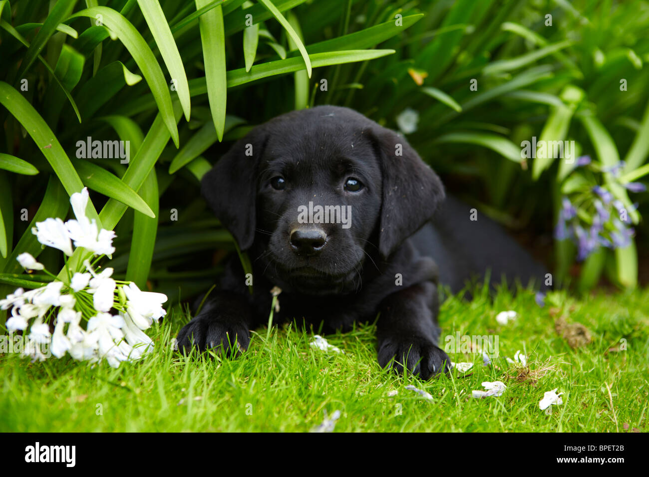 A six week old black labrador puppy looking out of the bushes next to a ...