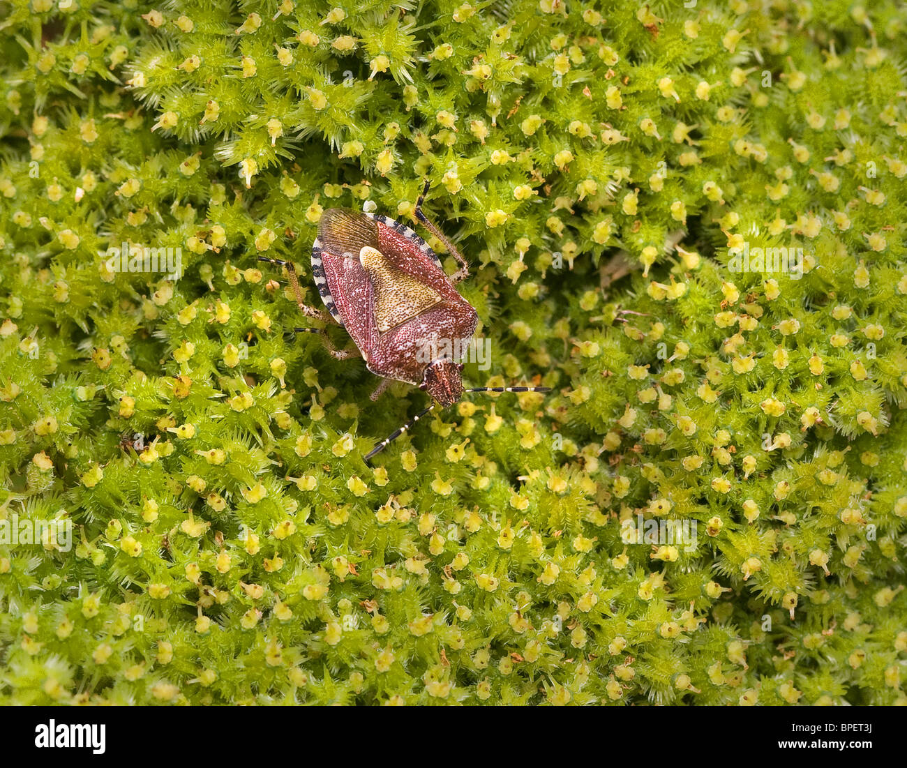 Pentatomidae hi-res stock photography and images - Alamy