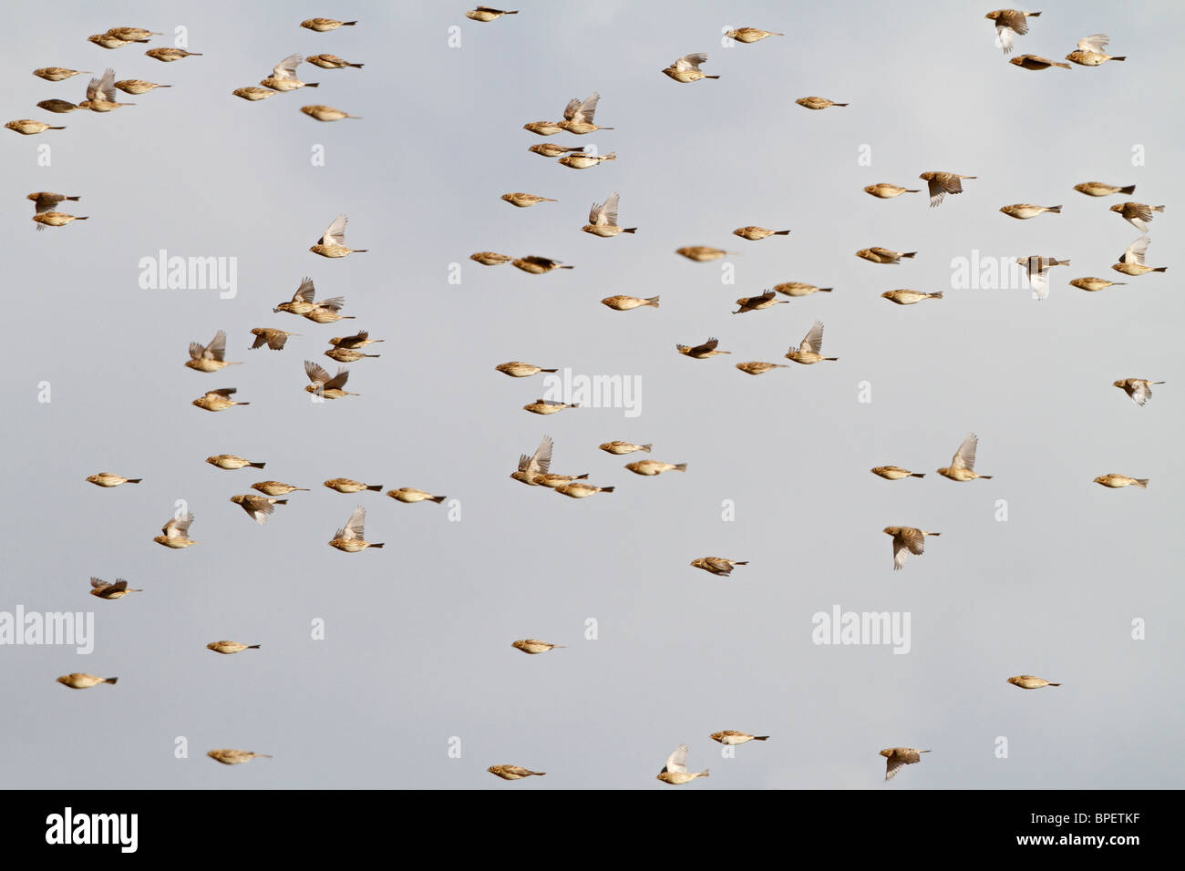 Corn buntings (Milaria calandra ) flock in winter in flight Stock Photo ...