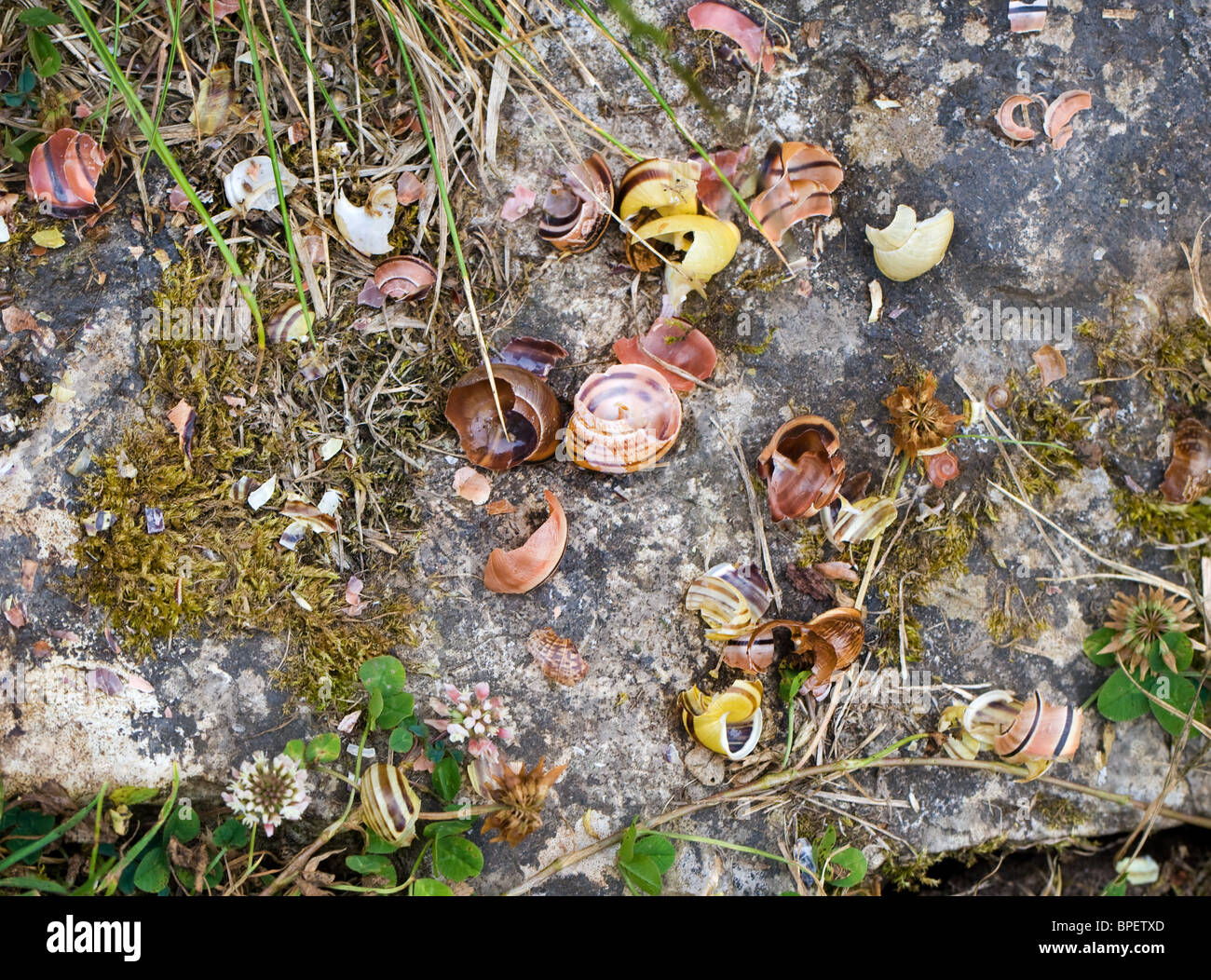Snail shell limestone rock hi-res stock photography and images - Alamy