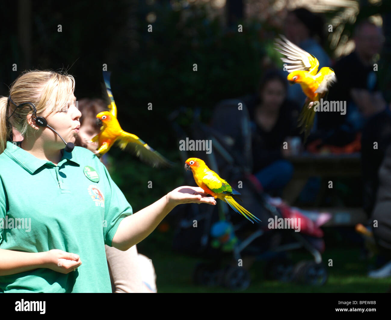 Conure displays hi-res stock photography and images - Alamy