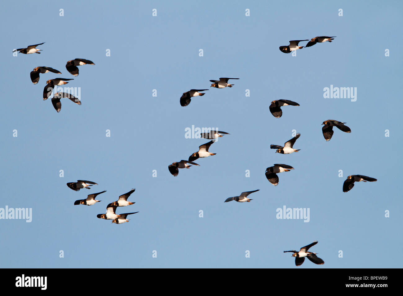 Green plover hi-res stock photography and images - Alamy