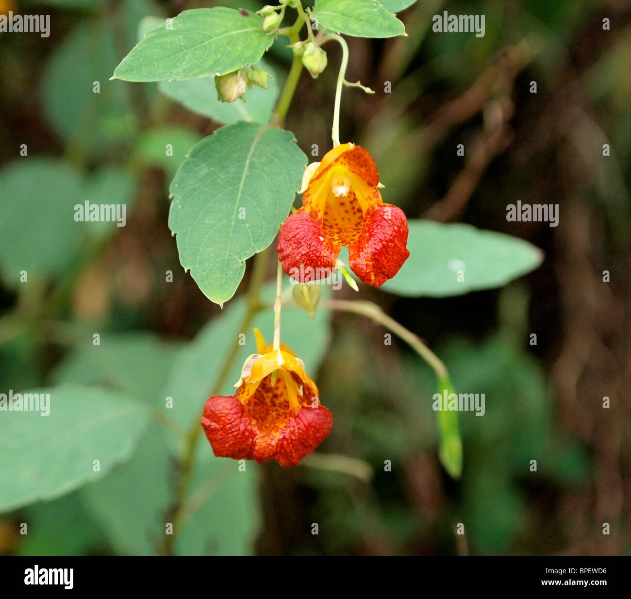 Jewelweed hi-res stock photography and images - Alamy