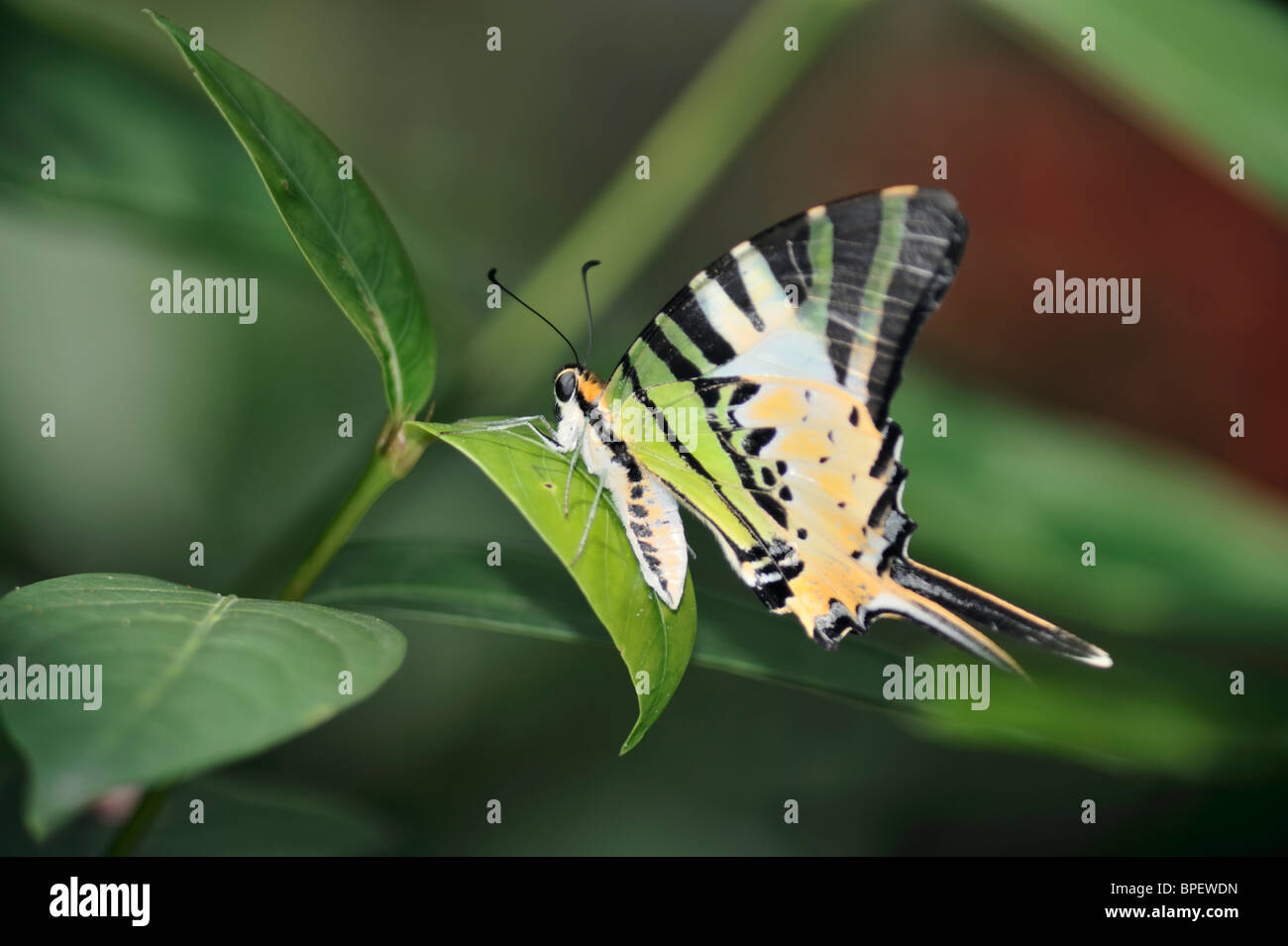Five Bar Swordtail Butterfly resting on a leaf - Pathysa Antiphates ...