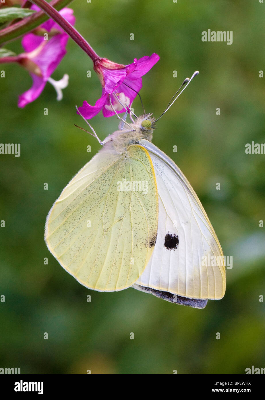 Large white butterfly hi-res stock photography and images - Alamy