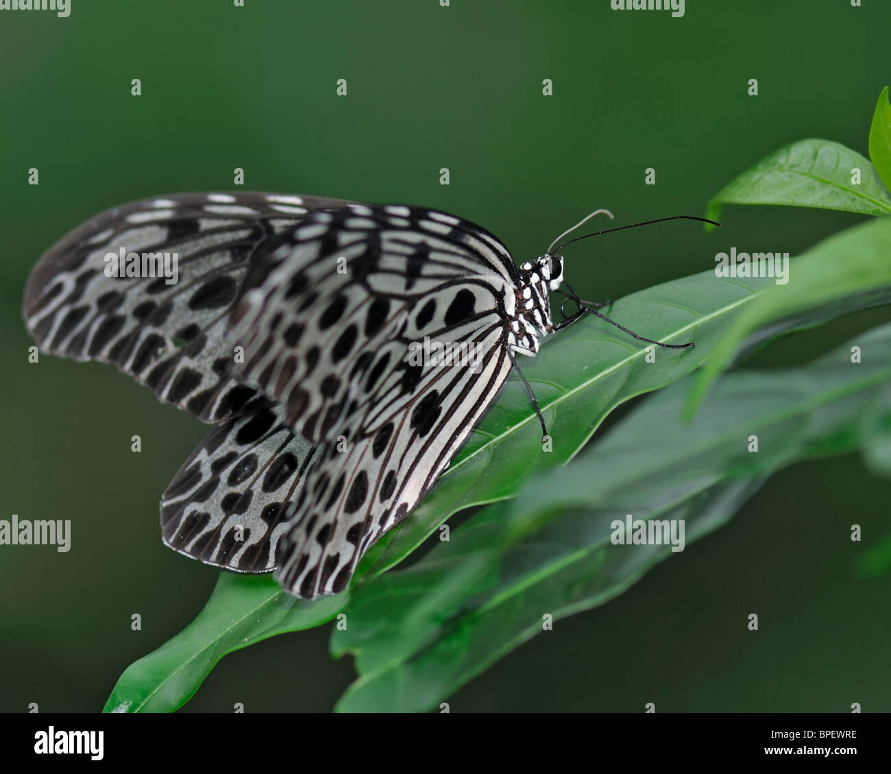 Smaller Wood Nymph Butterfly resting on a leaf - Ideopsis Gaura Perakan ...