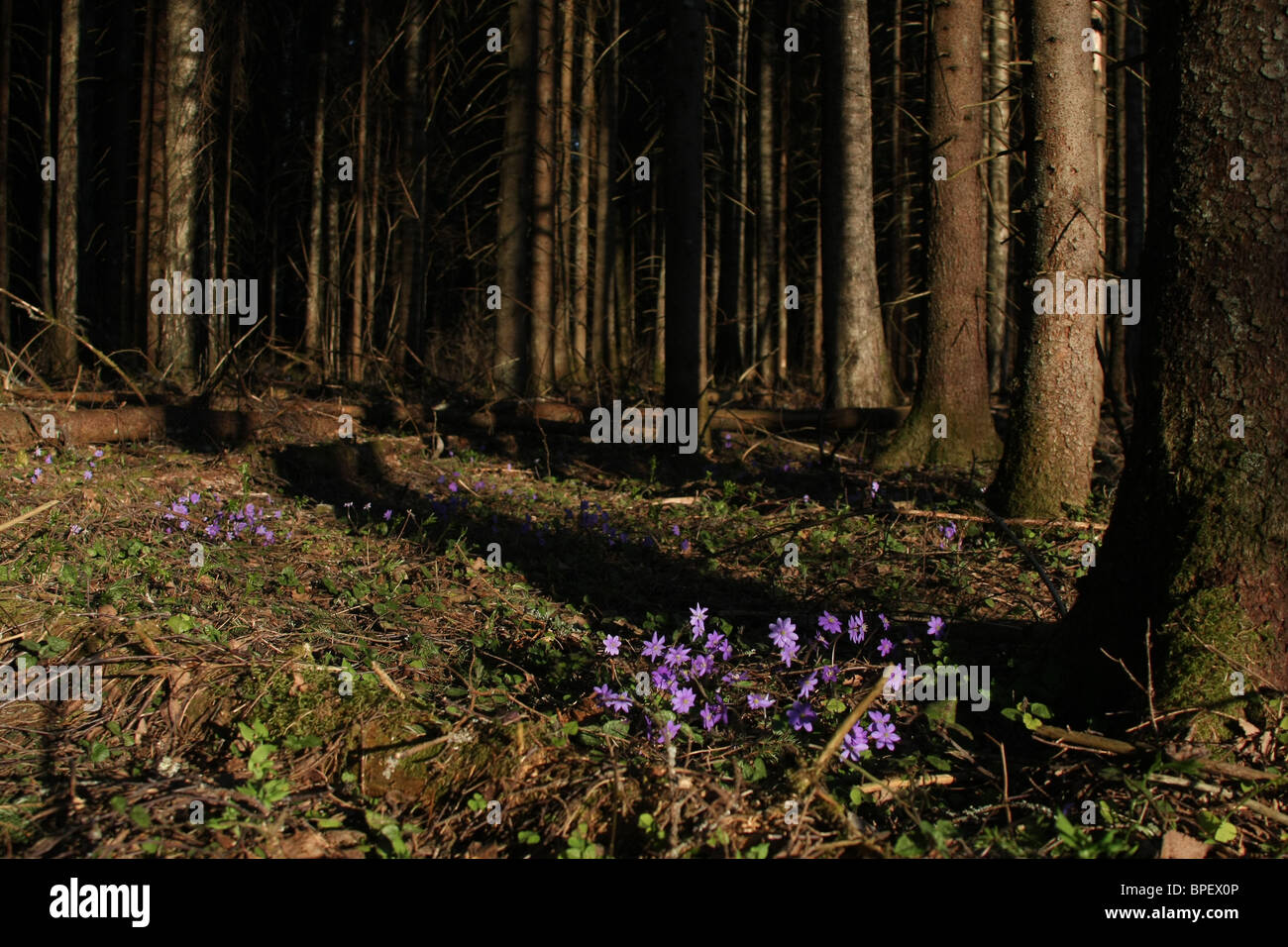 Beautiful spring in forest, Estonia Stock Photo - Alamy