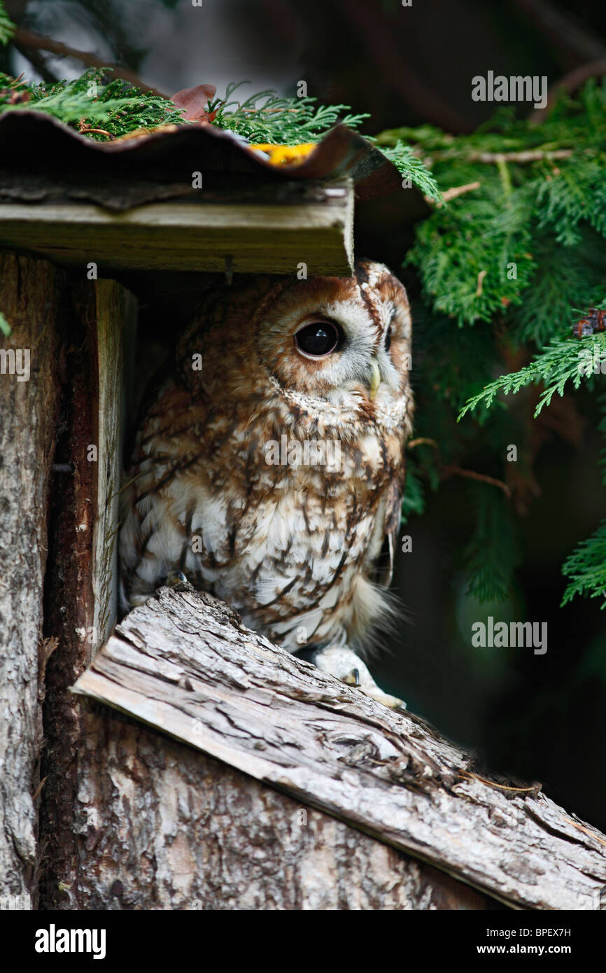 Barn owl roosting hi-res stock photography and images - Alamy