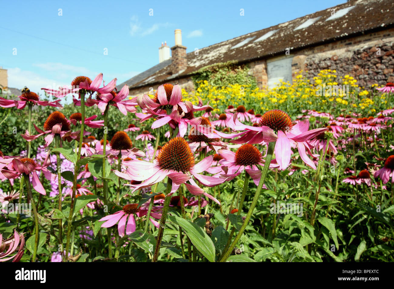 Echinacea purpurea also known as Rudbeckia purpurea - Purple coneflower ...