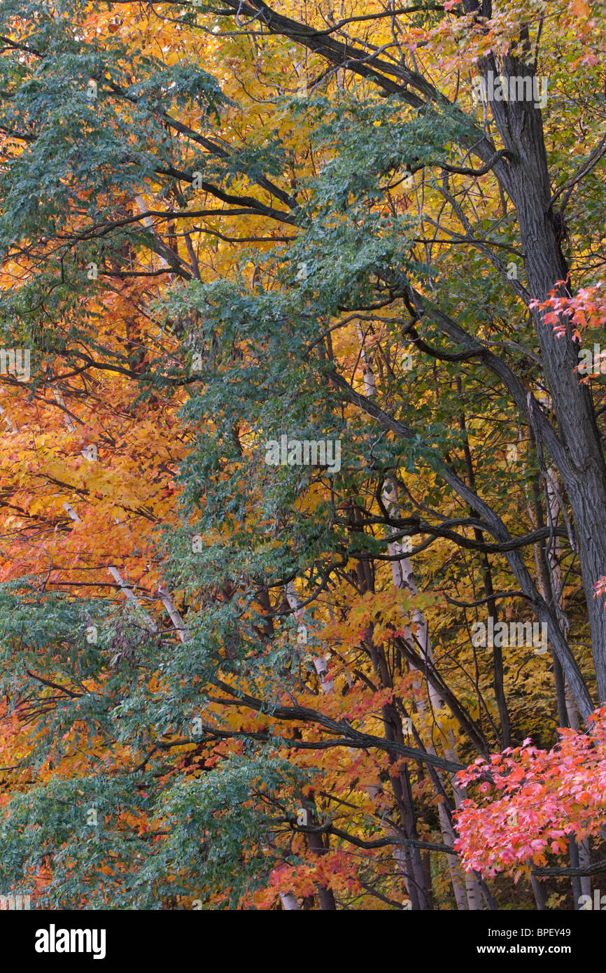 Locust trees hi-res stock photography and images - Alamy
