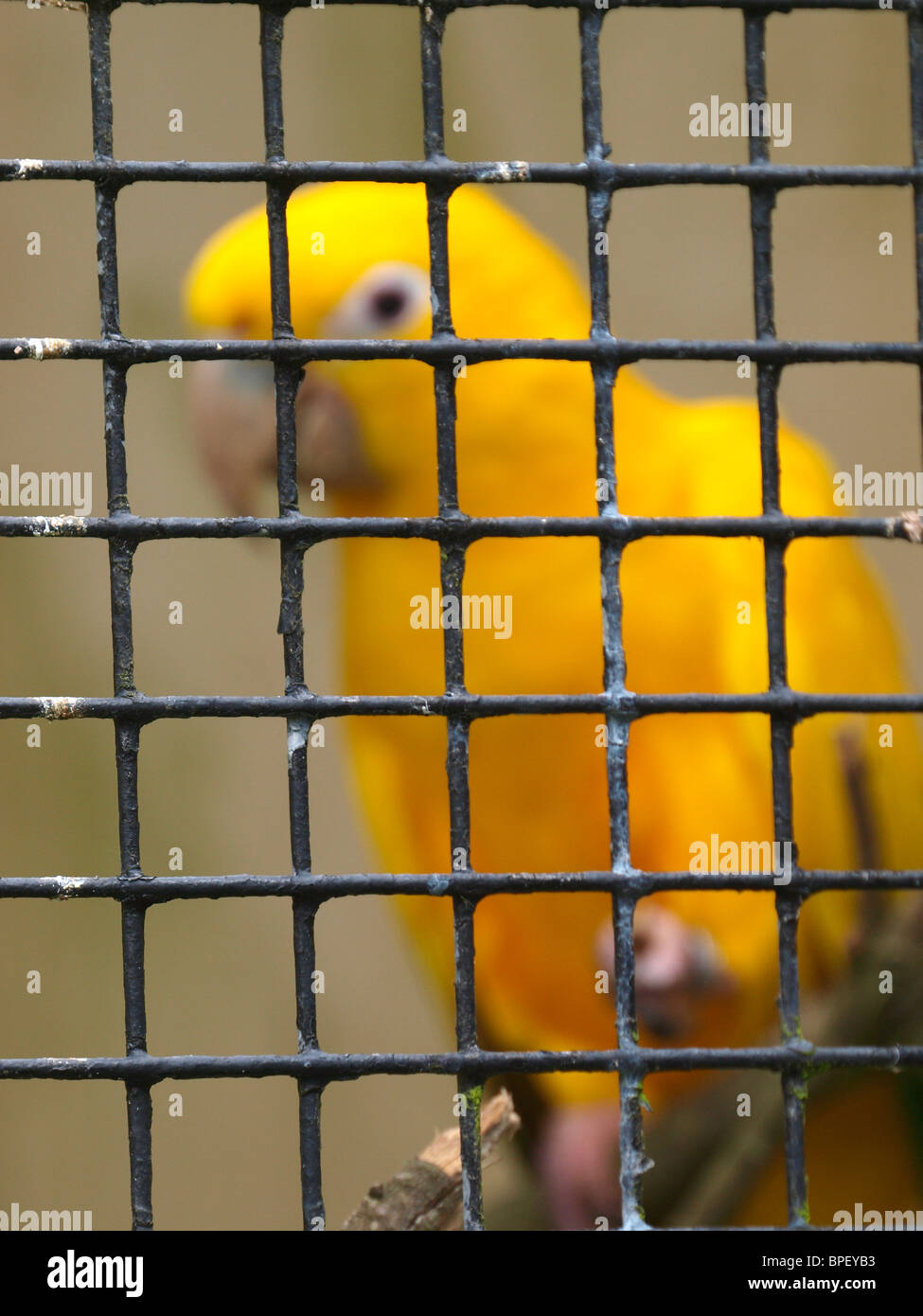 Caged bird behind bars hi-res stock photography and images - Alamy