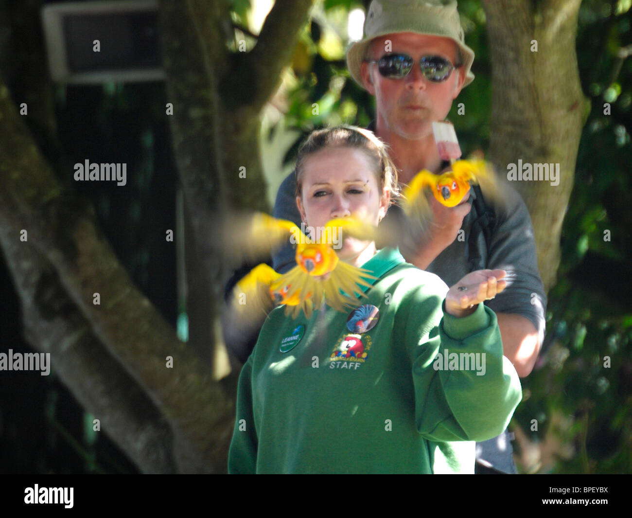 Sun Conure parrots flying from a handlers hands during a display ...