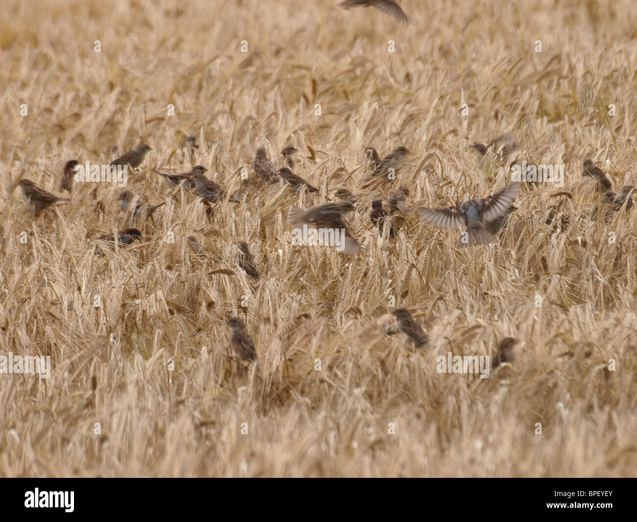 Sparrows eating wheat hi-res stock photography and images - Alamy