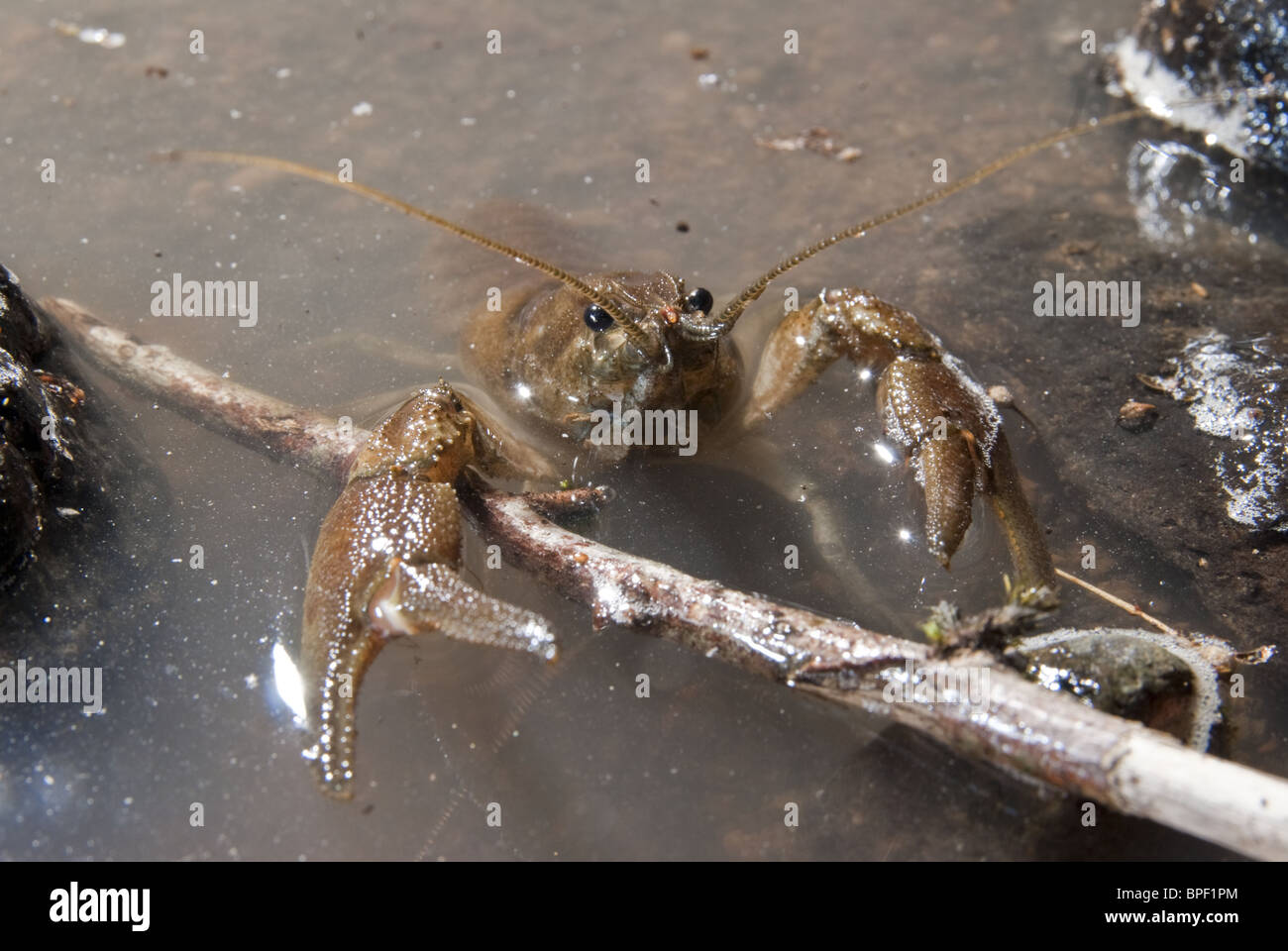 Austropotamobius italicus meridionalis, an endangered Italian ...