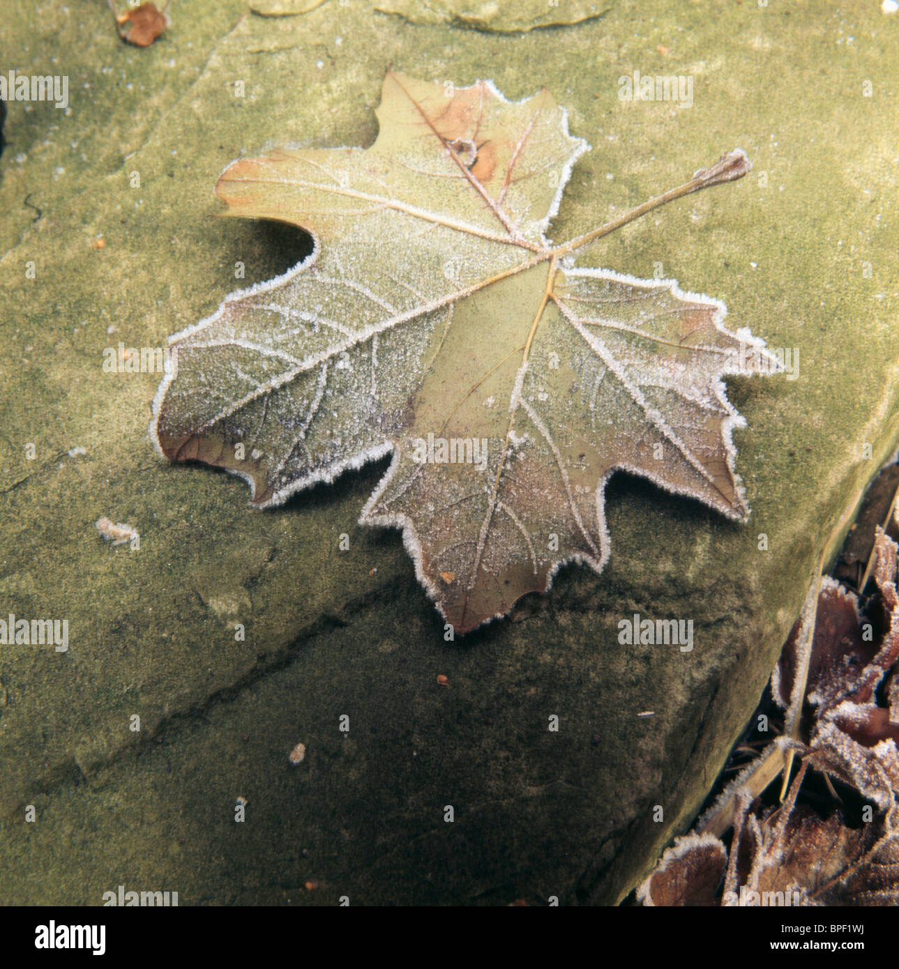 Frost sycamore leaf hi-res stock photography and images - Alamy