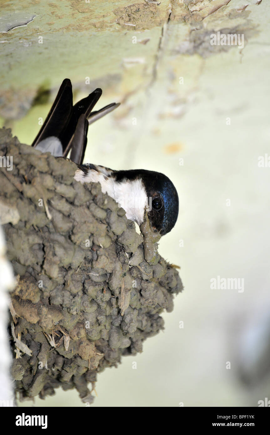 A house martin building a nest in the eaves of a house Stock Photo - Alamy