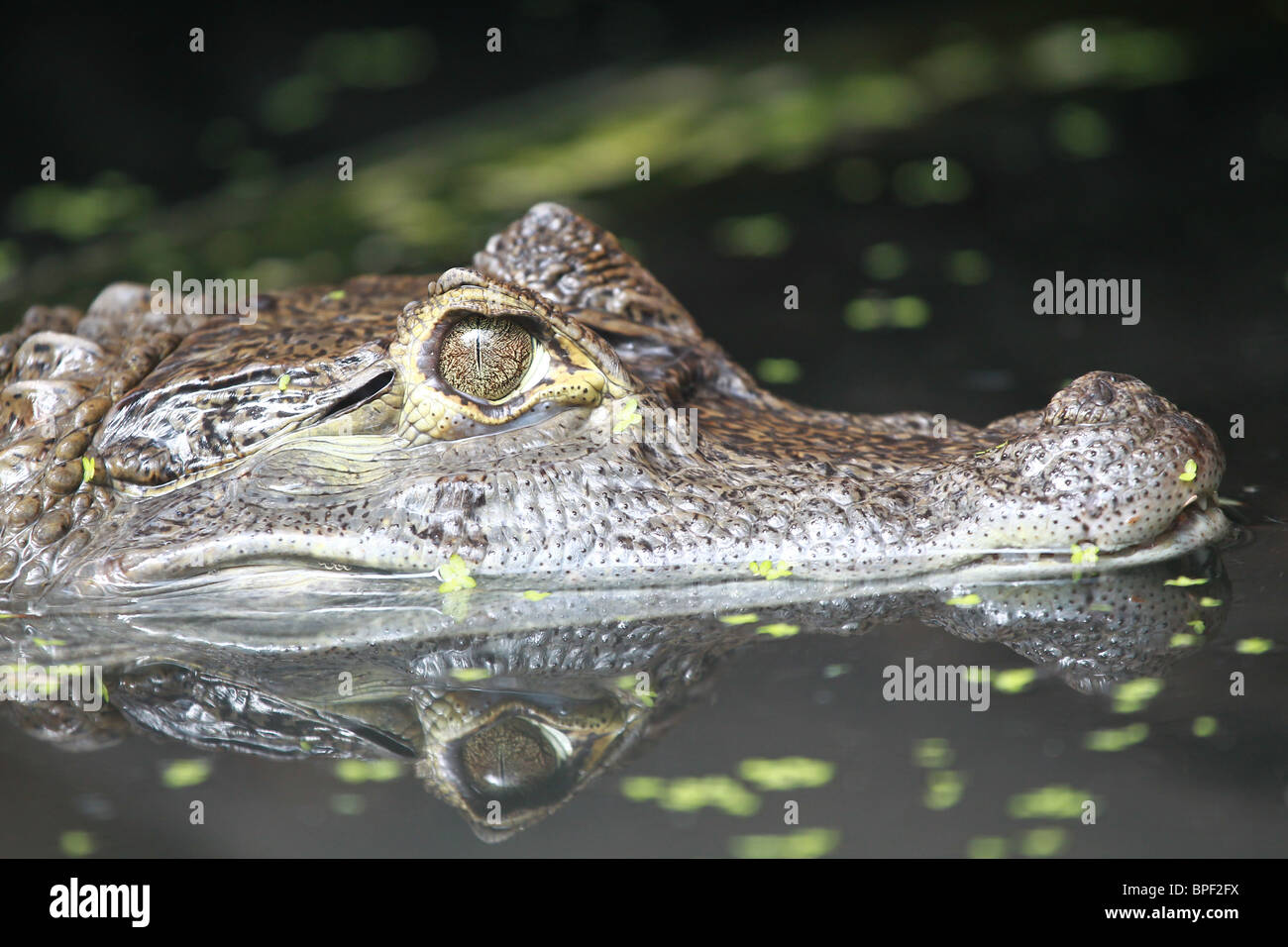 Cayman caiman hi-res stock photography and images - Alamy