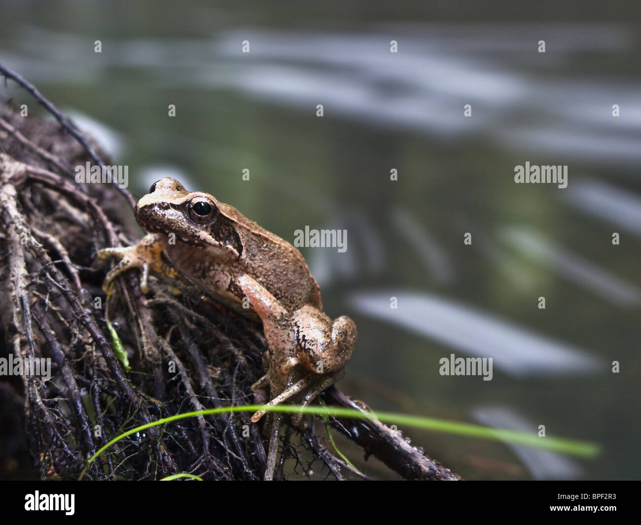 Italian red frog (Rana italica) in a stream shore Stock Photo - Alamy