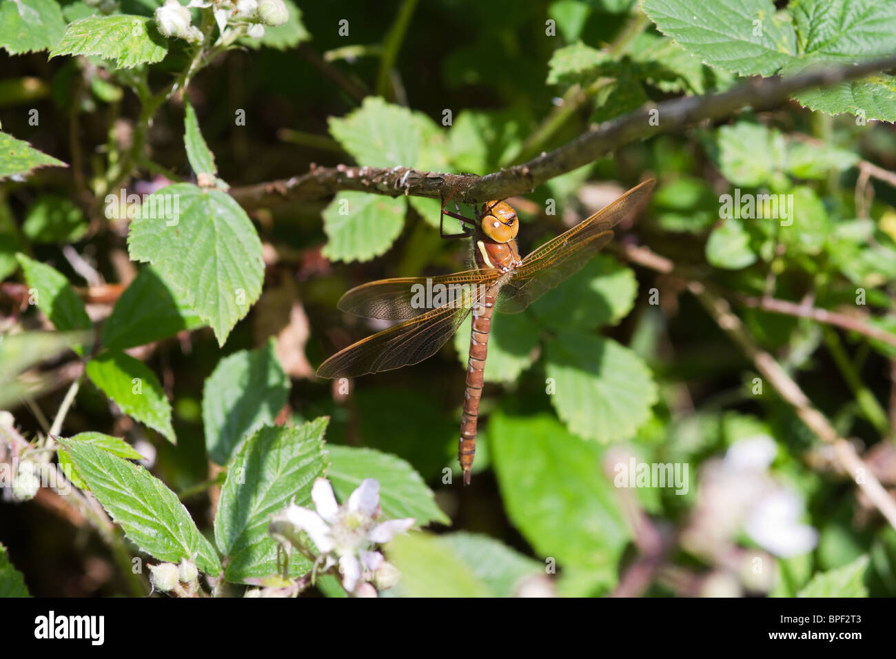 Beautiful dragonfly image hi-res stock photography and images - Alamy