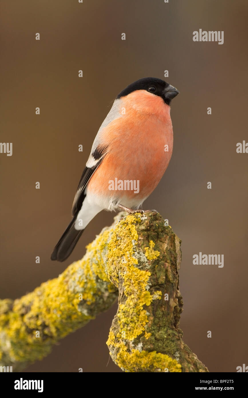 A male bullfinch in full breeding colours perched on a lichen-covered ...