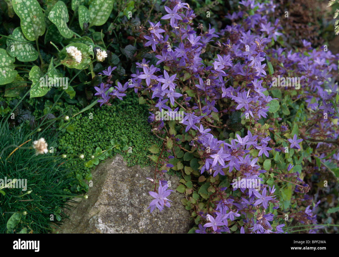 Close-up of trailing blue Alpine campanula on boulder with helxine ...