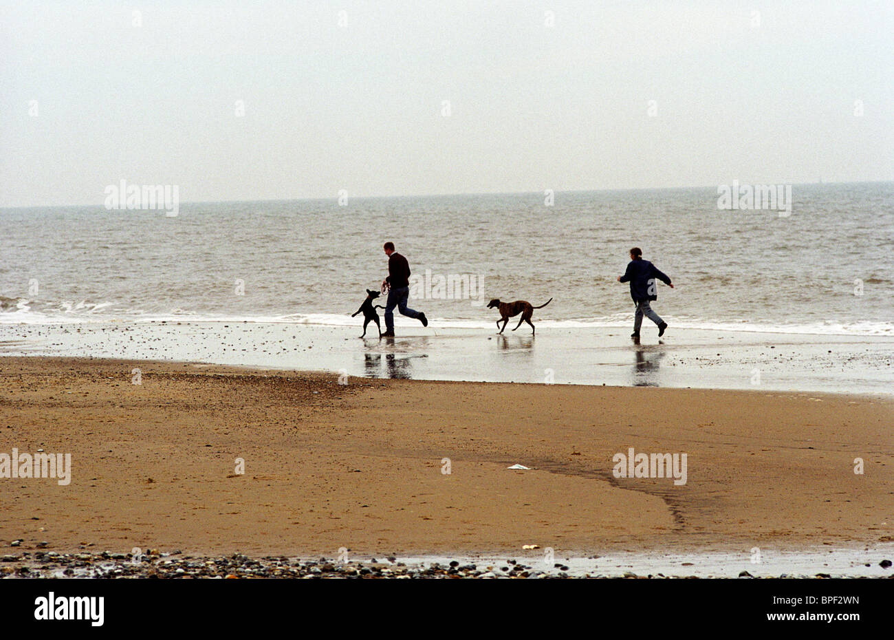 Two dogs splash on beach hi-res stock photography and images - Alamy