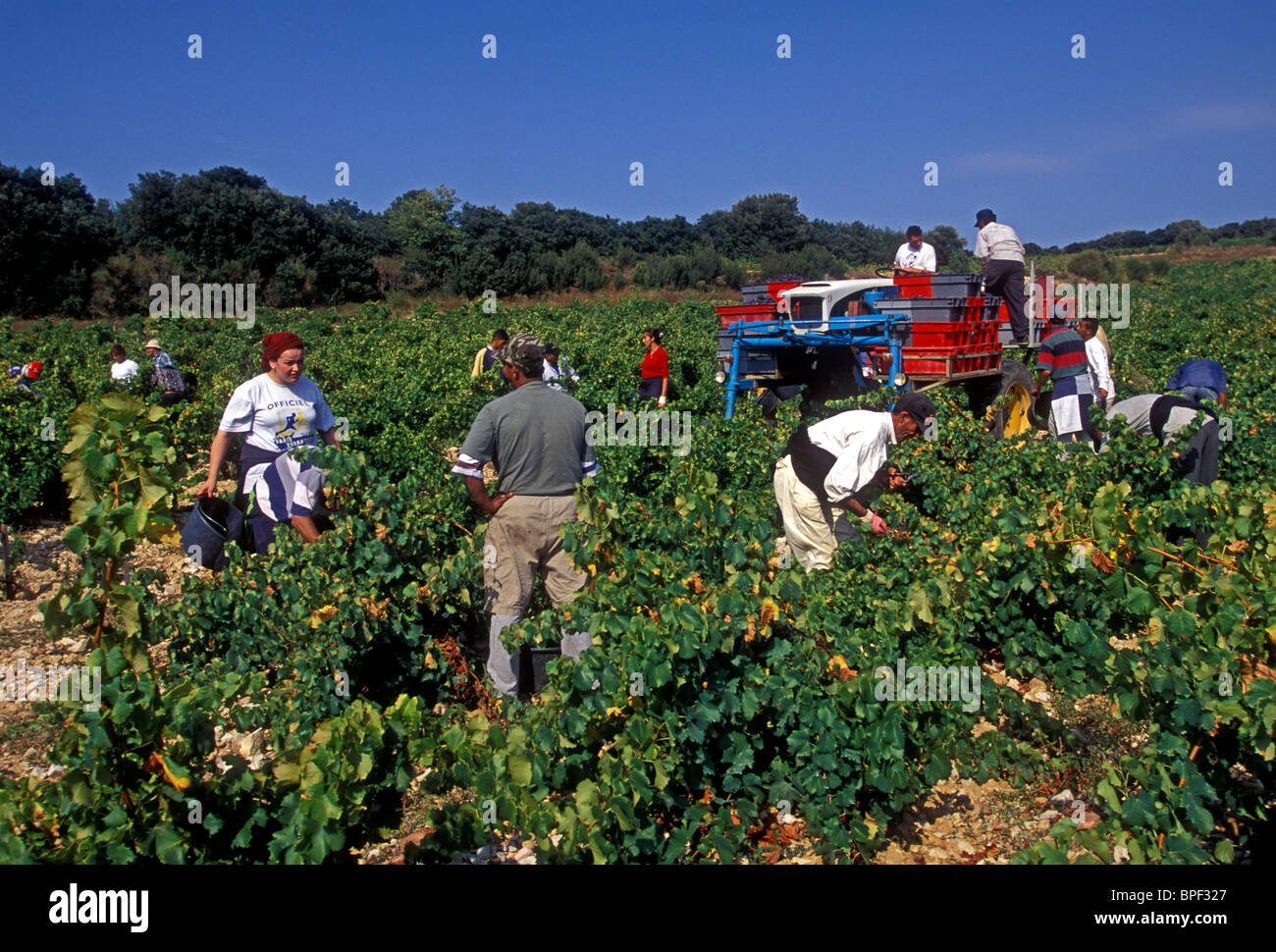 Moroccans, Moroccan, immigrants, immigrant workers, harvesting grapes ...
