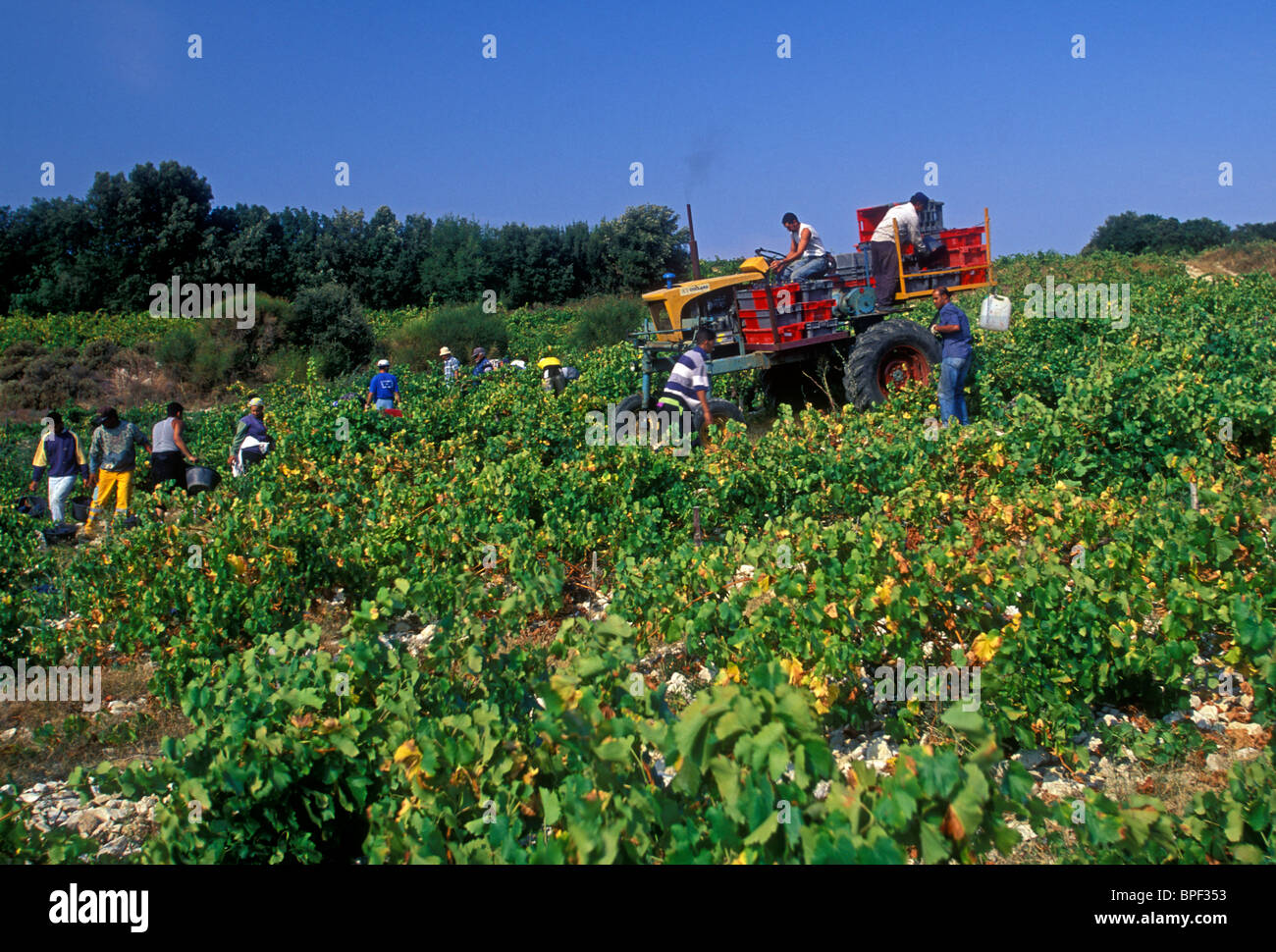 Moroccans, Moroccan, immigrants, immigrant workers, harvesting grapes ...