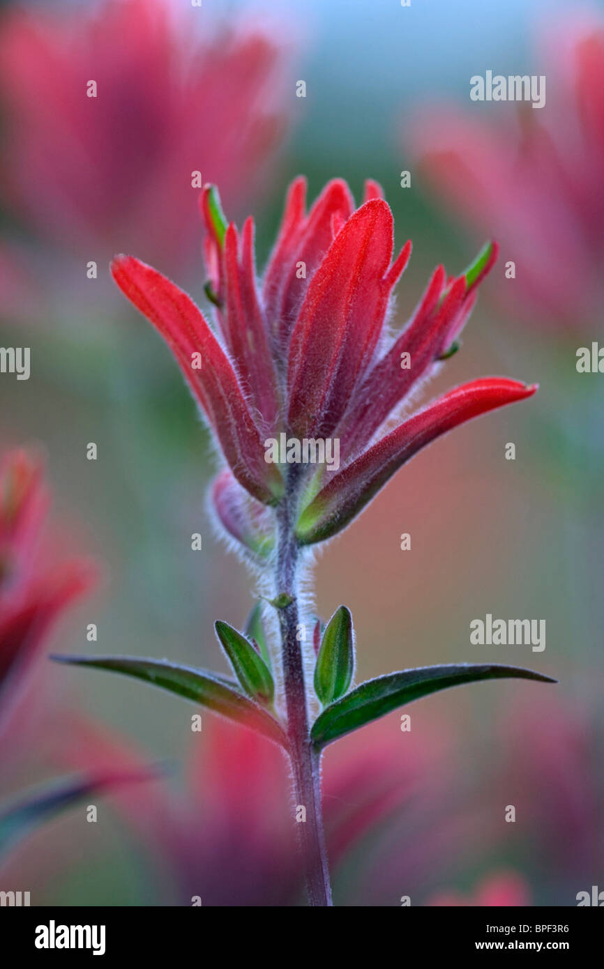 Indian Paintbrush, Scarlet Paintbrush, Castilleja Miniata ...