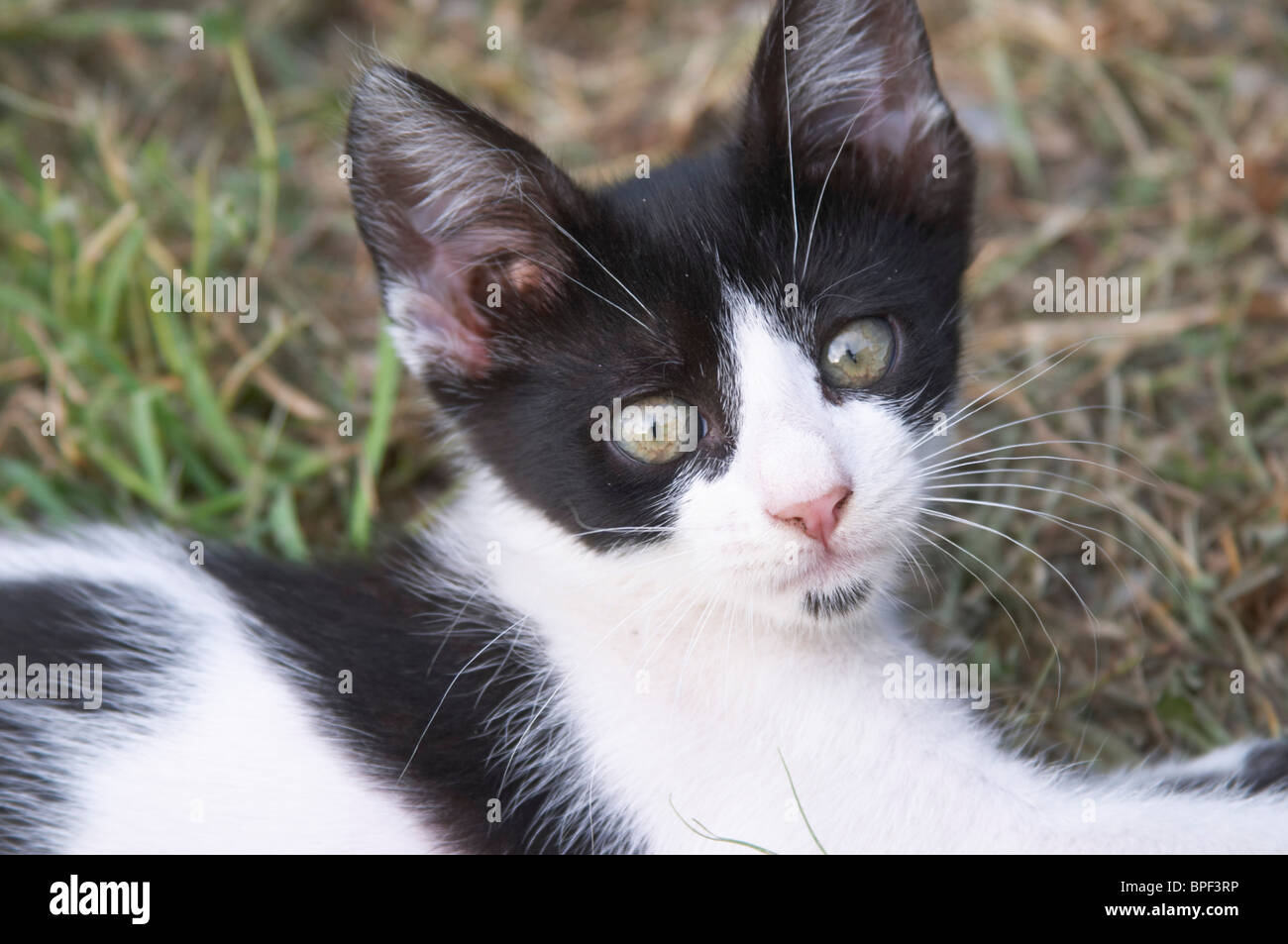 A black and white cat kitten in the garden. Durovic Jovo Winery Dupilo ...