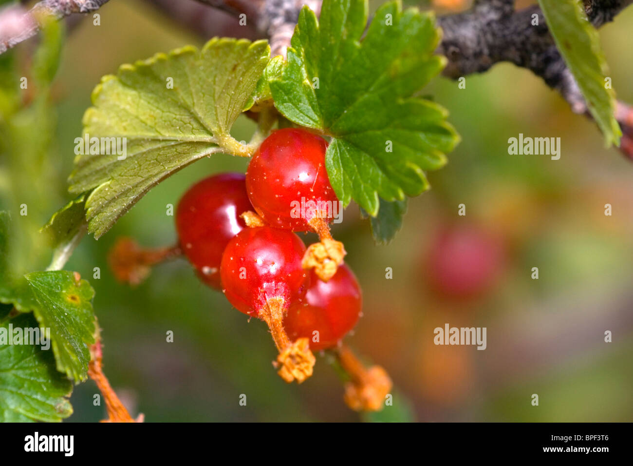Wax Currant, Ribes Cereum. Grossulariaceae, Gooseberry. Ripening wild ...