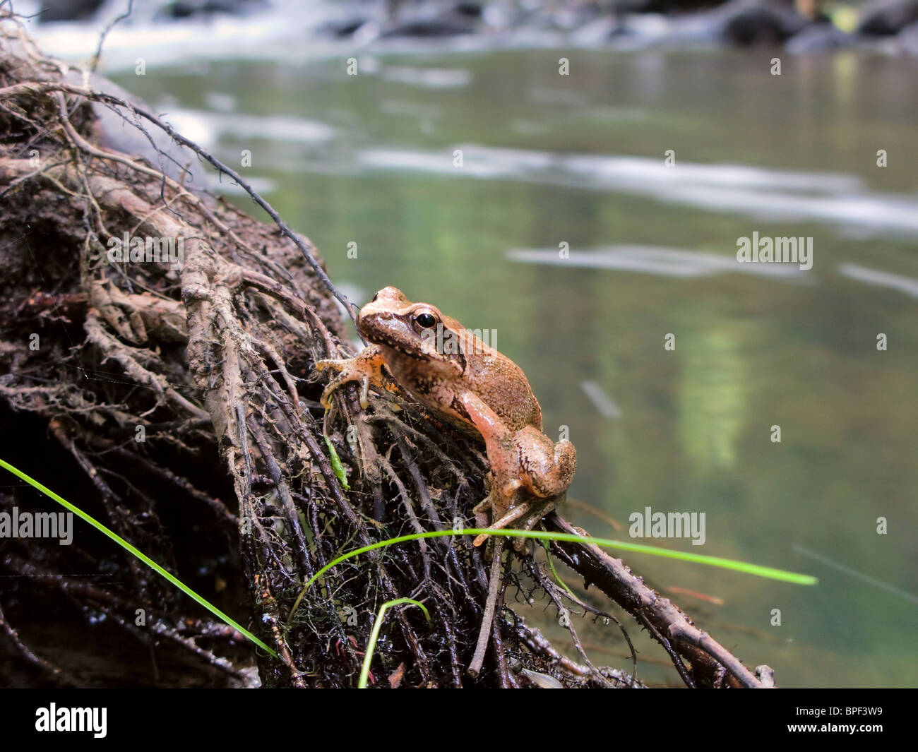 Italian red frog (Rana italica) in a stream shore Stock Photo - Alamy