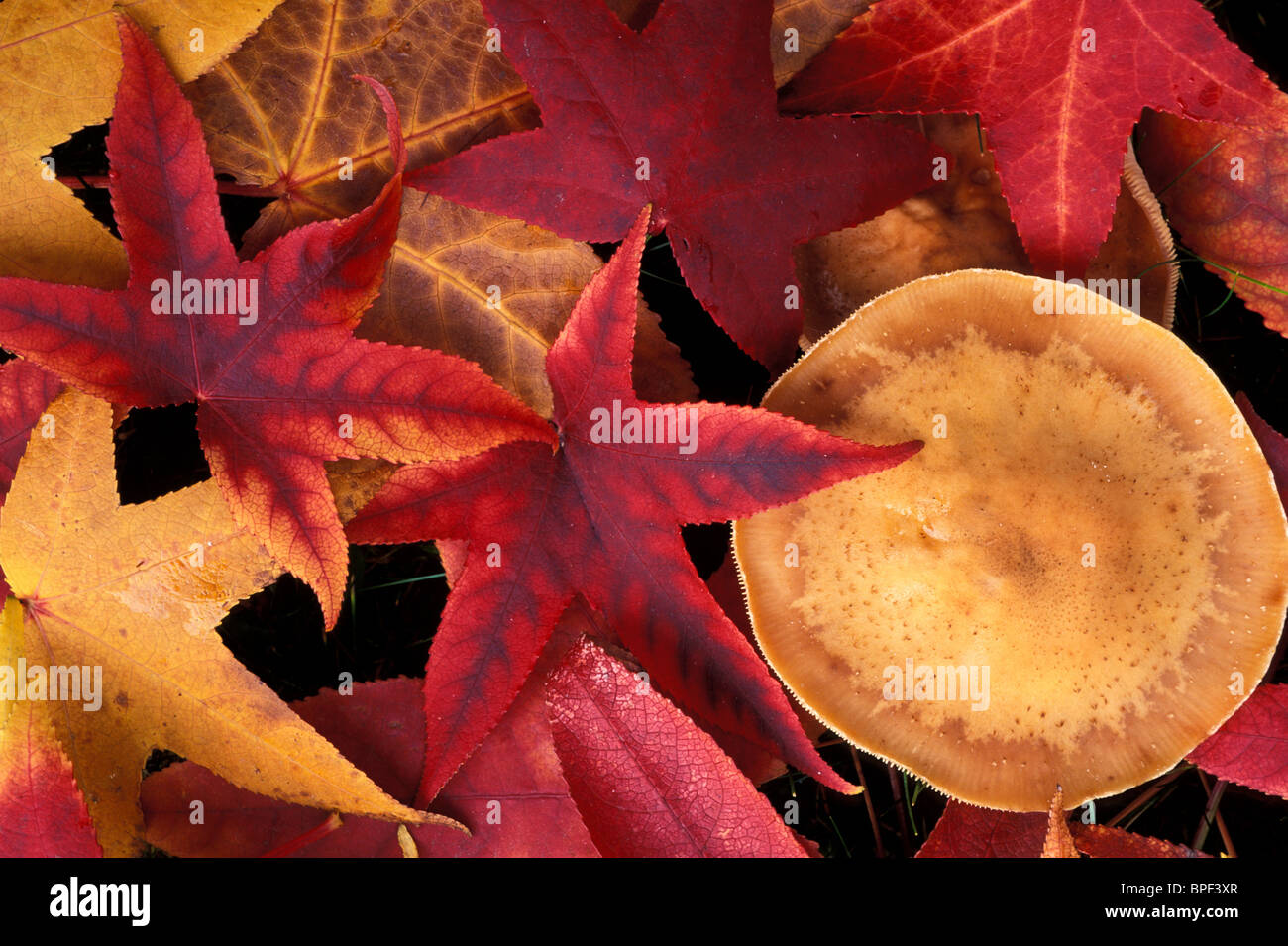 Fall leaves and mushroom Stock Photo - Alamy