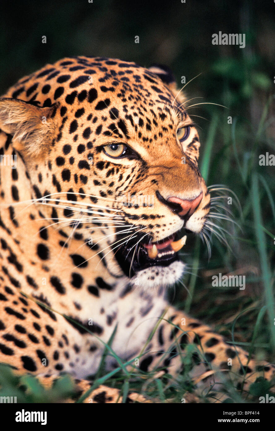 Asia. Asian spotted leopard Stock Photo - Alamy