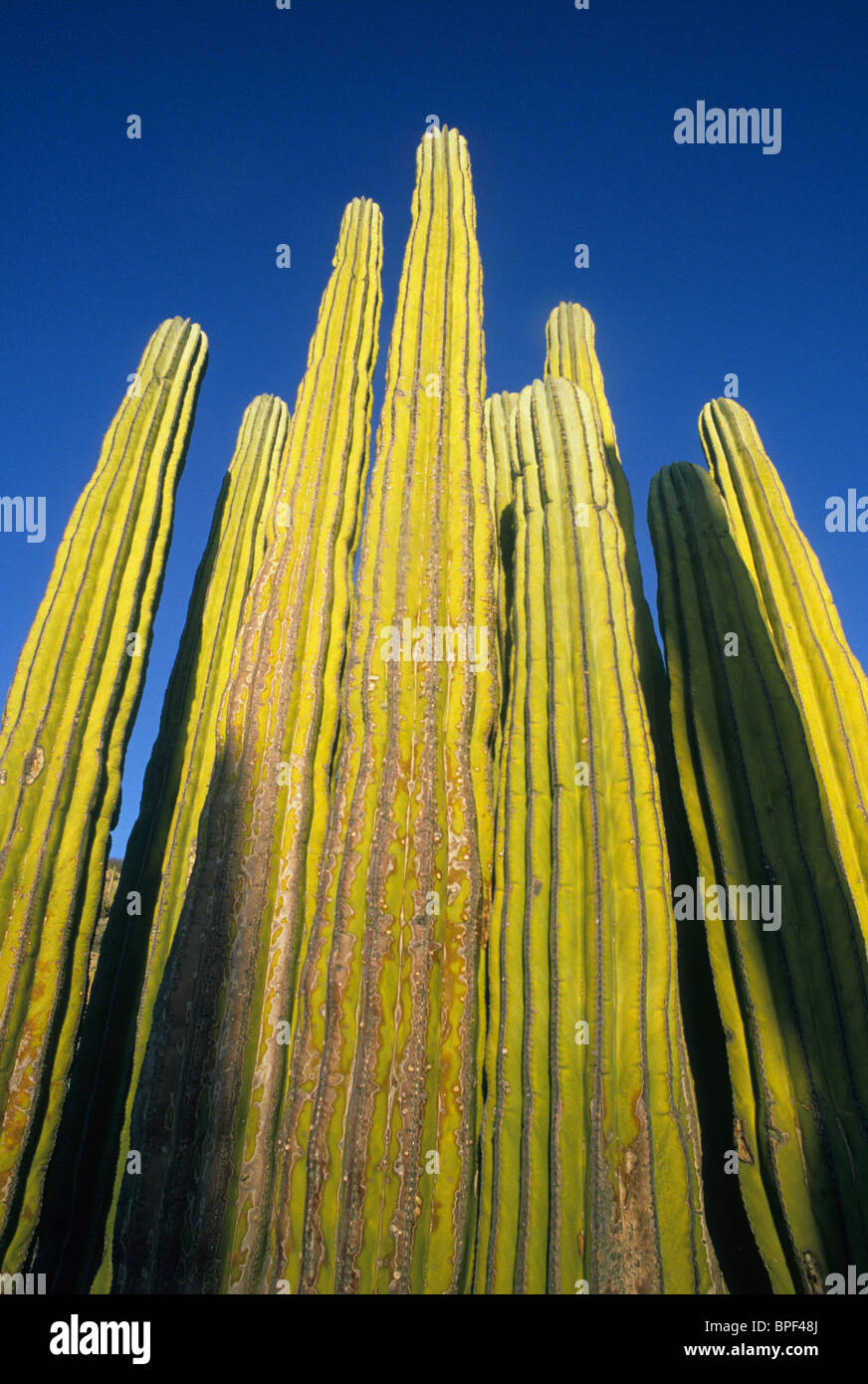 Cardon Cactus, (Pachycereus pringlei), Baja California Stock Photo - Alamy