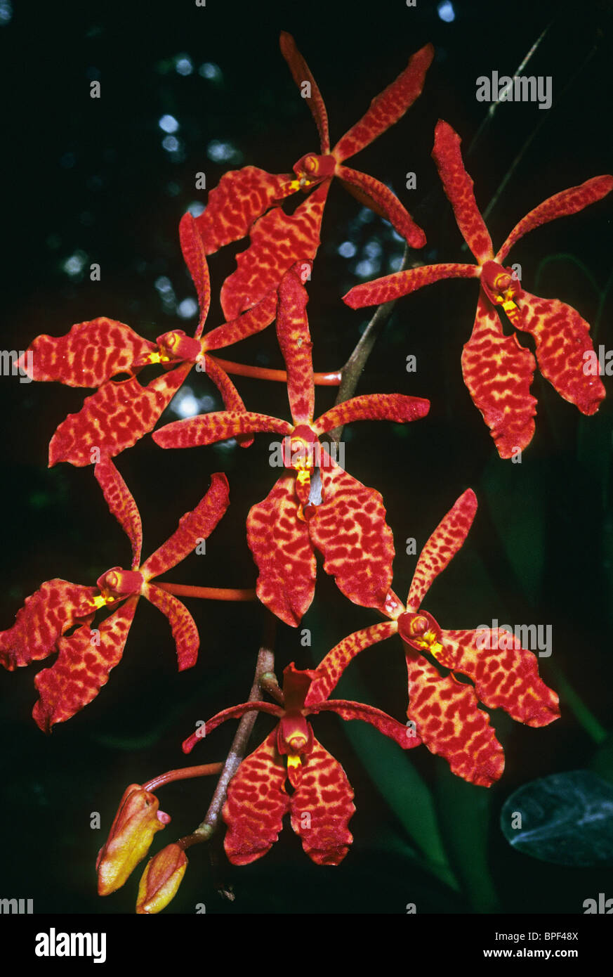 Renanthera orchid hi-res stock photography and images - Alamy
