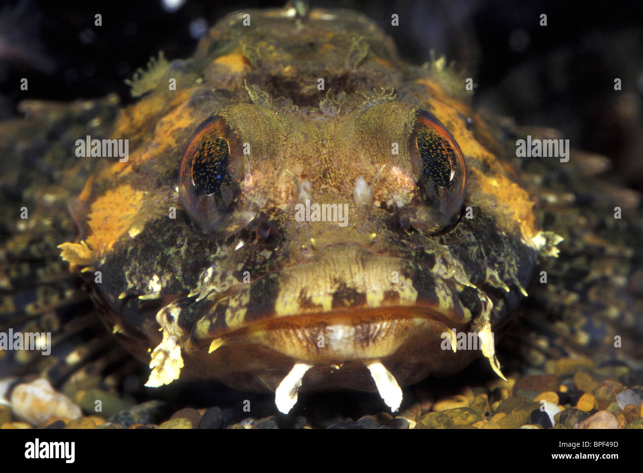 Red irish lord fish hi-res stock photography and images - Alamy